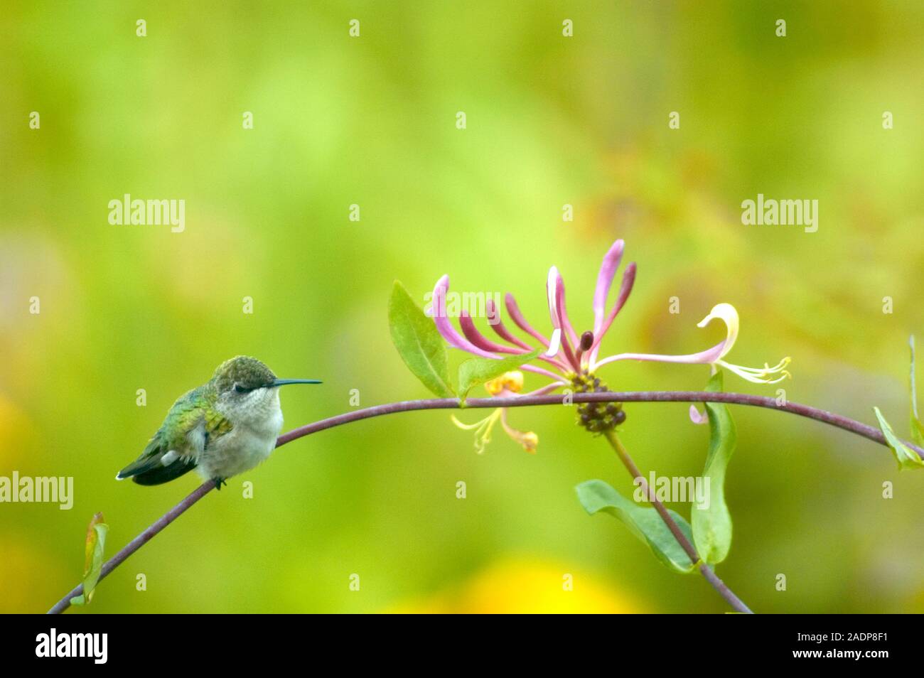 Ruby-throated hummingbird (Archilochus colubris) sitting on a ...
