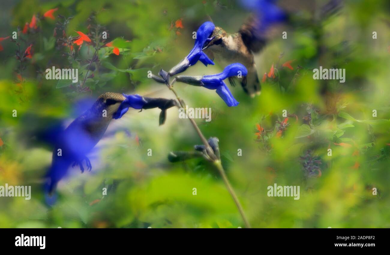 Female ruby-throated hummingbirds (Archilochus colubris) feeding whilst ...