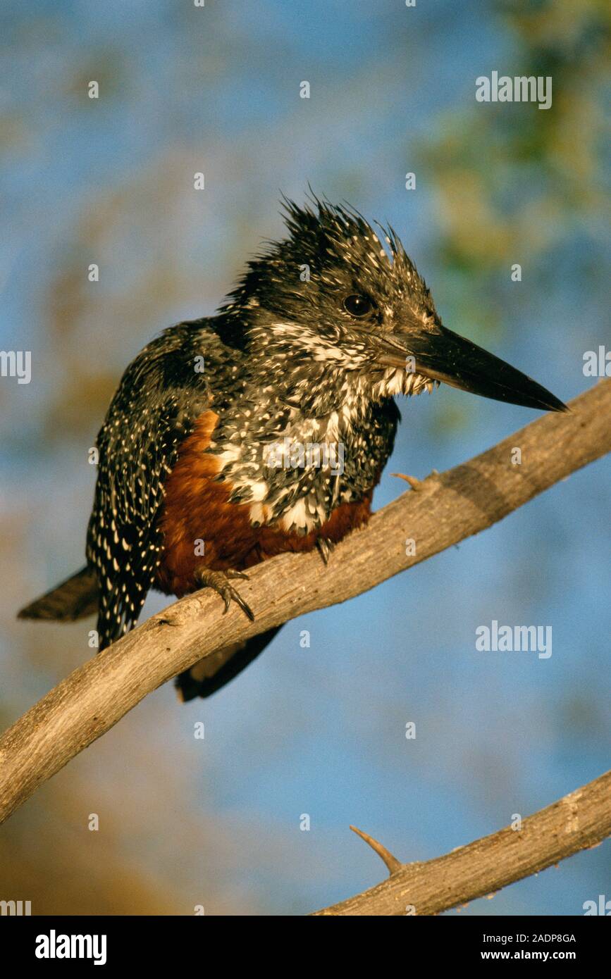 Giant kingfisher (Megaceryle maxima, also called Ceryle maxima). The ...