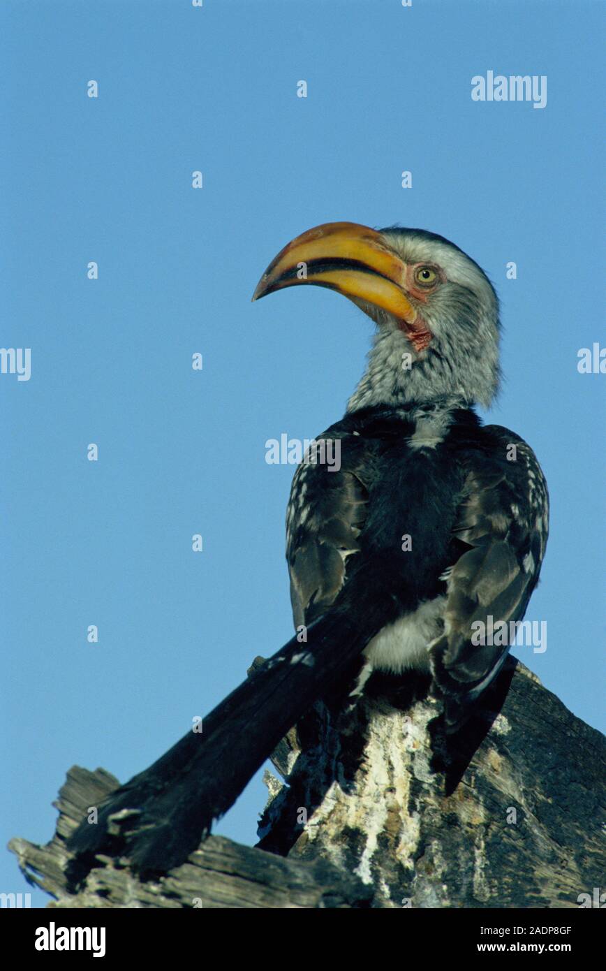 Yellow-billed hornbill (Tockus flavirostris) perching on a dead tree ...