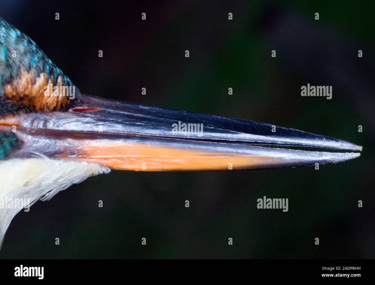 Female kingfisher beak (Alcedo atthis). Male and female kingfisher's look very similar. They can ...