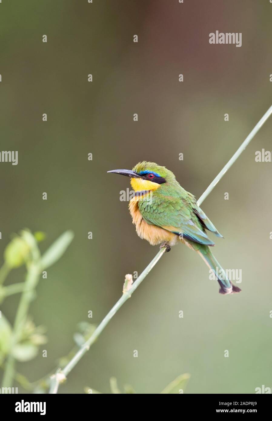 Little bee eater (Merops pusillus) perched on a branch. Little bee ...