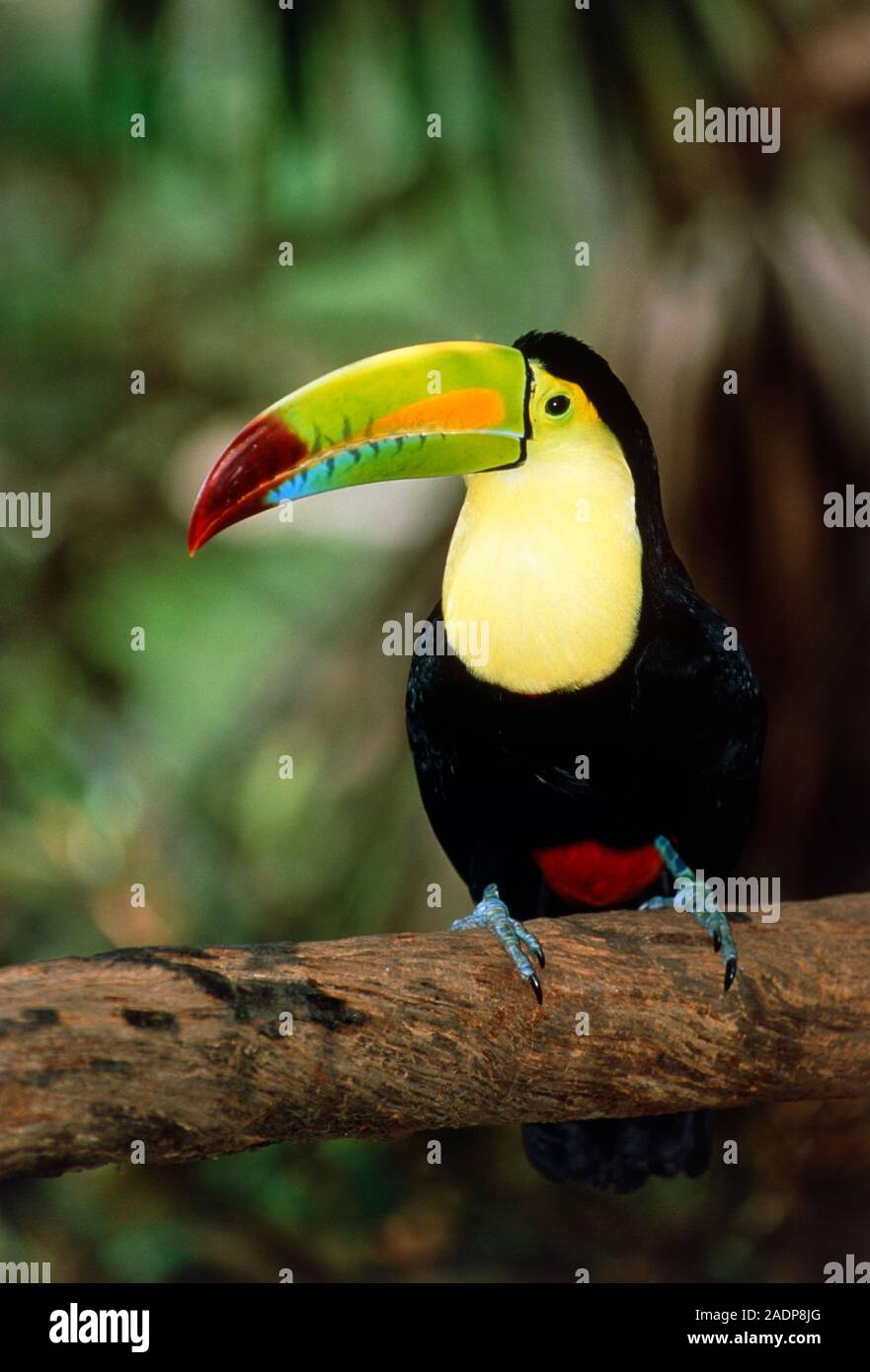 Keel-billed toucan. View of a keel-billed toucan (Ramphastos sulfuratus ...