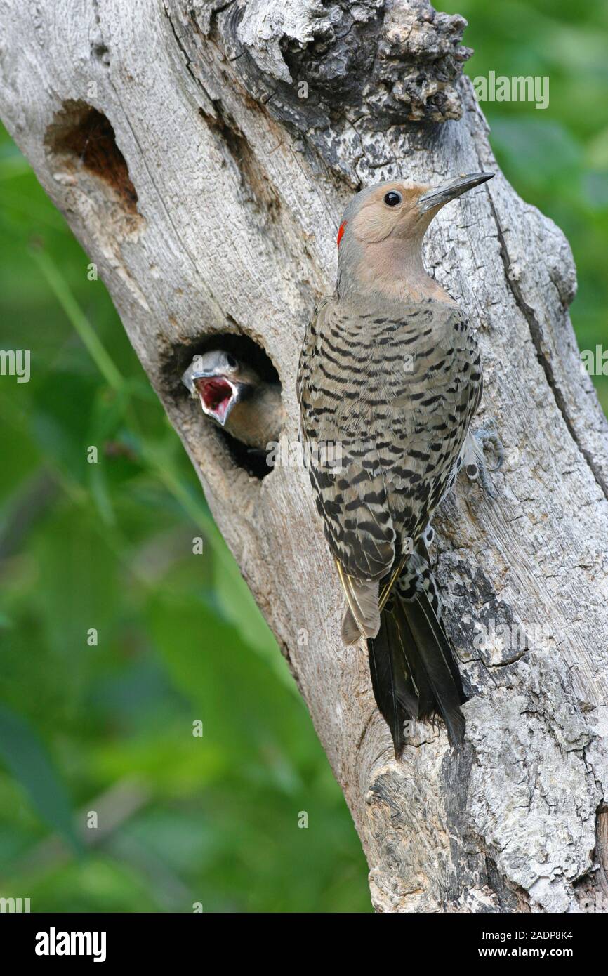 Northern flicker (Colaptes auratus) at its nest hole. The open bill of ...