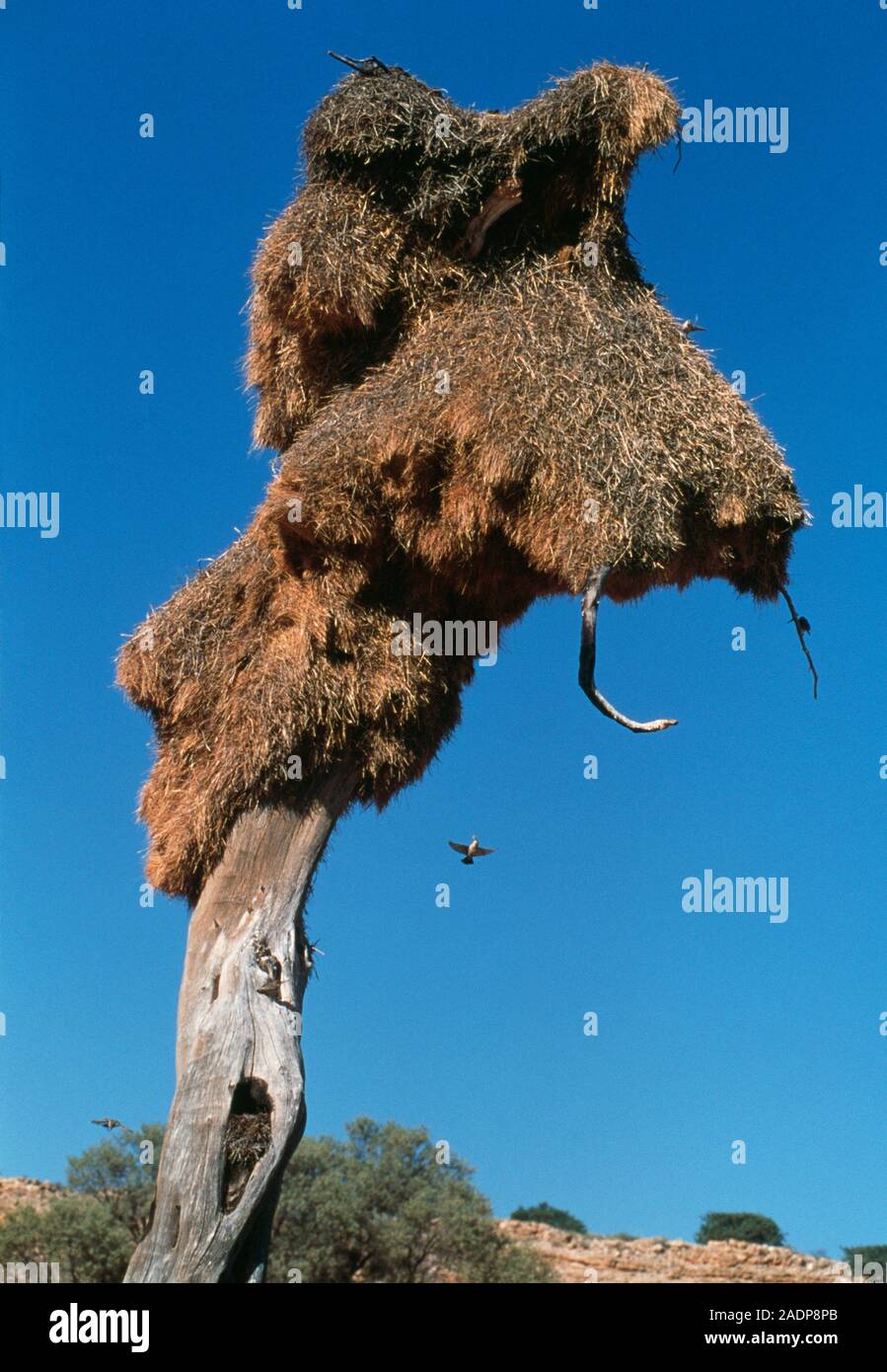 Sociable weaver bird nest. Colonial breeding site of sociable weaver ...