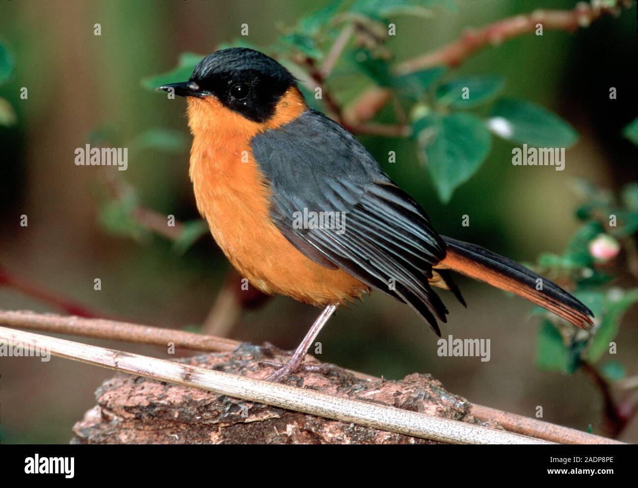 Chorister robin (Cossypha dichroa), a songbird of southern Africa ...