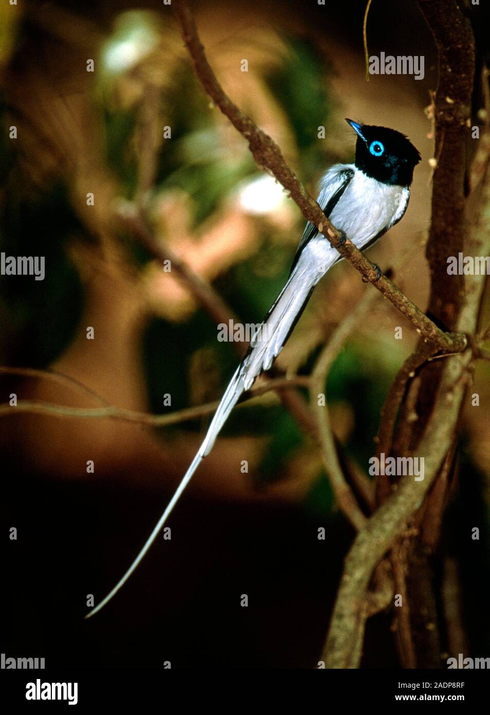 Madagascar paradise flycatcher male (Terpsiphone mutata) perched on a ...