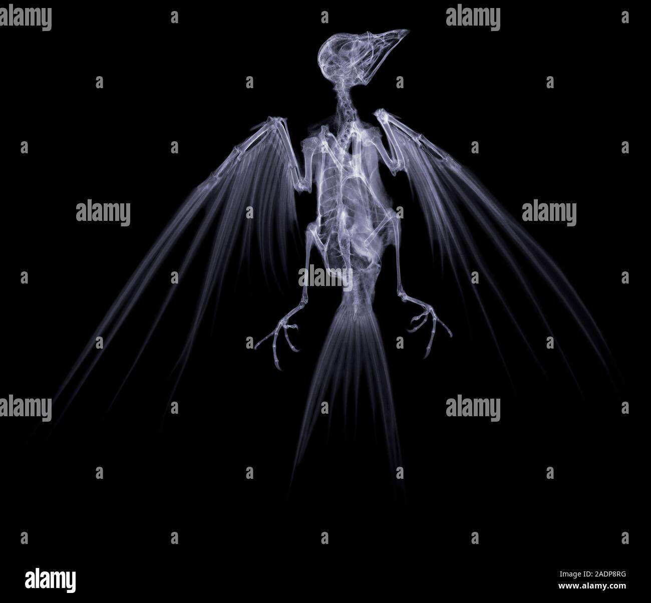 Swallow. X-ray of a swallow (family Hirundidae). The swallow spends ...