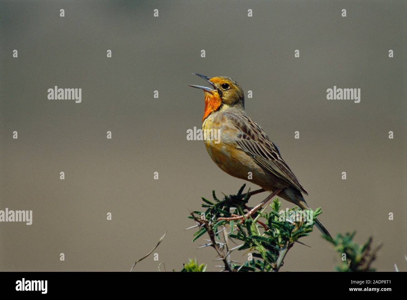 Cape longclaw (Macronyx capensis), also known as the orange-throated ...