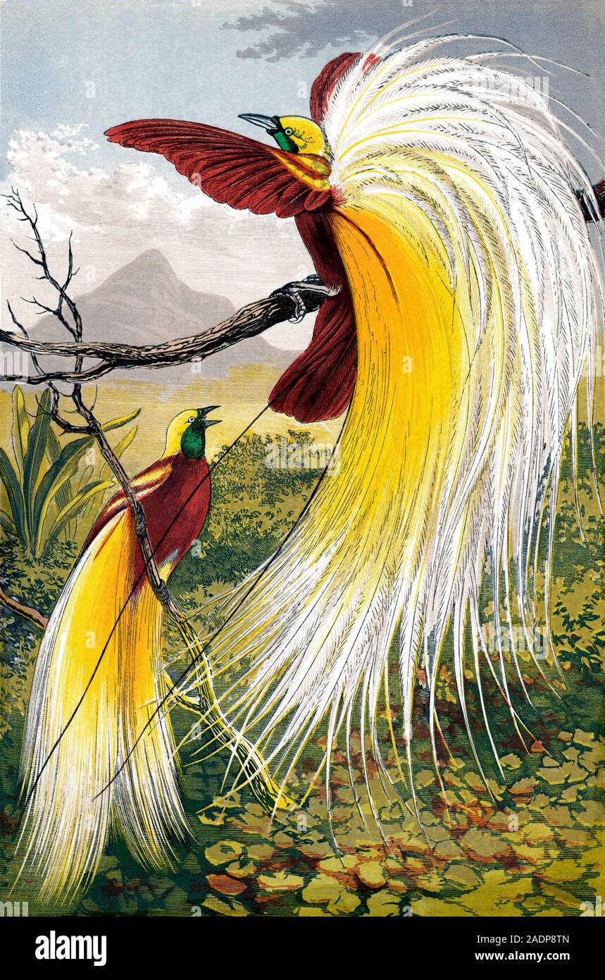 Birds of paradise. 19th century artwork of two male great birds of ...