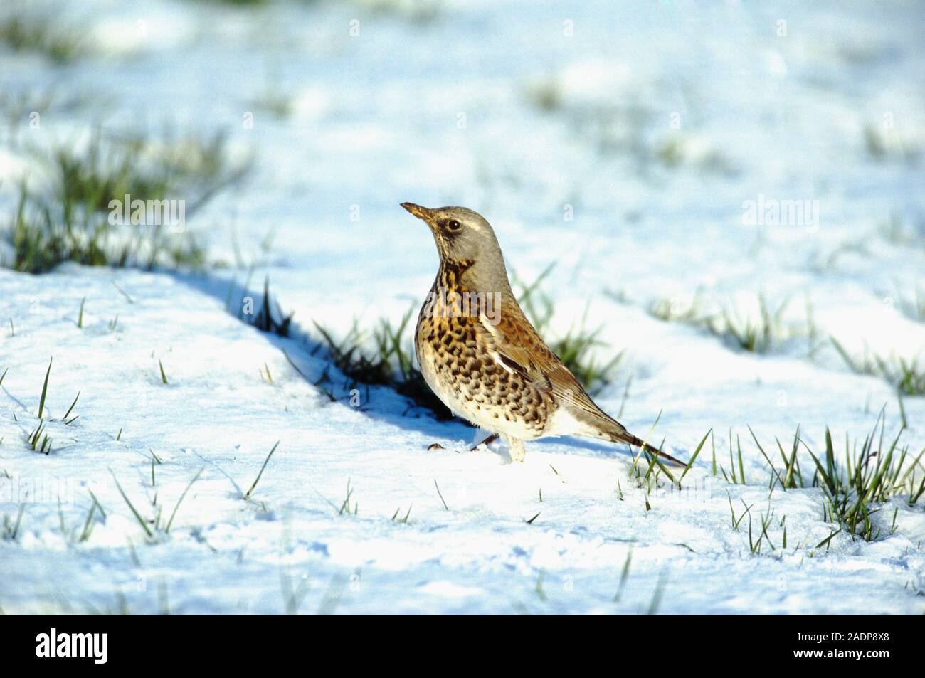 Fieldfare (Turdis pilaris) in snow Stock Photo - Alamy