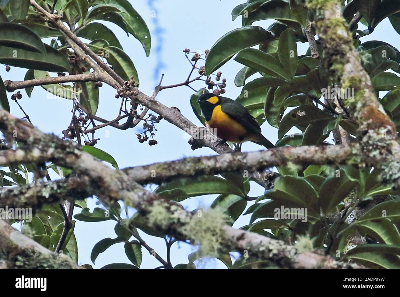 Tit Berrypecker (Oreocharis arfaki) adult male foraging in tree top ...