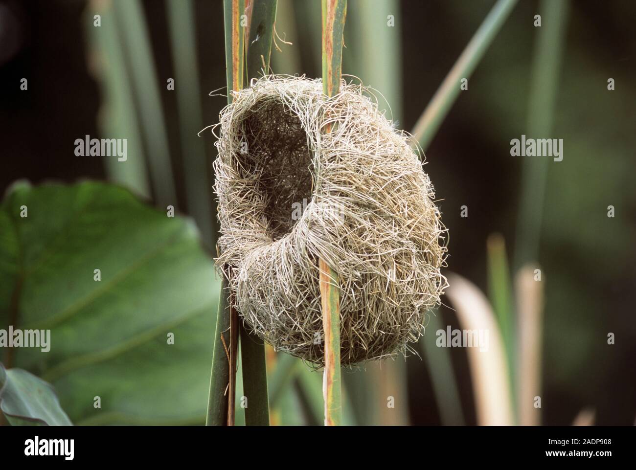 Thick-billed weaver nest. This nest was built by the thick-billed ...