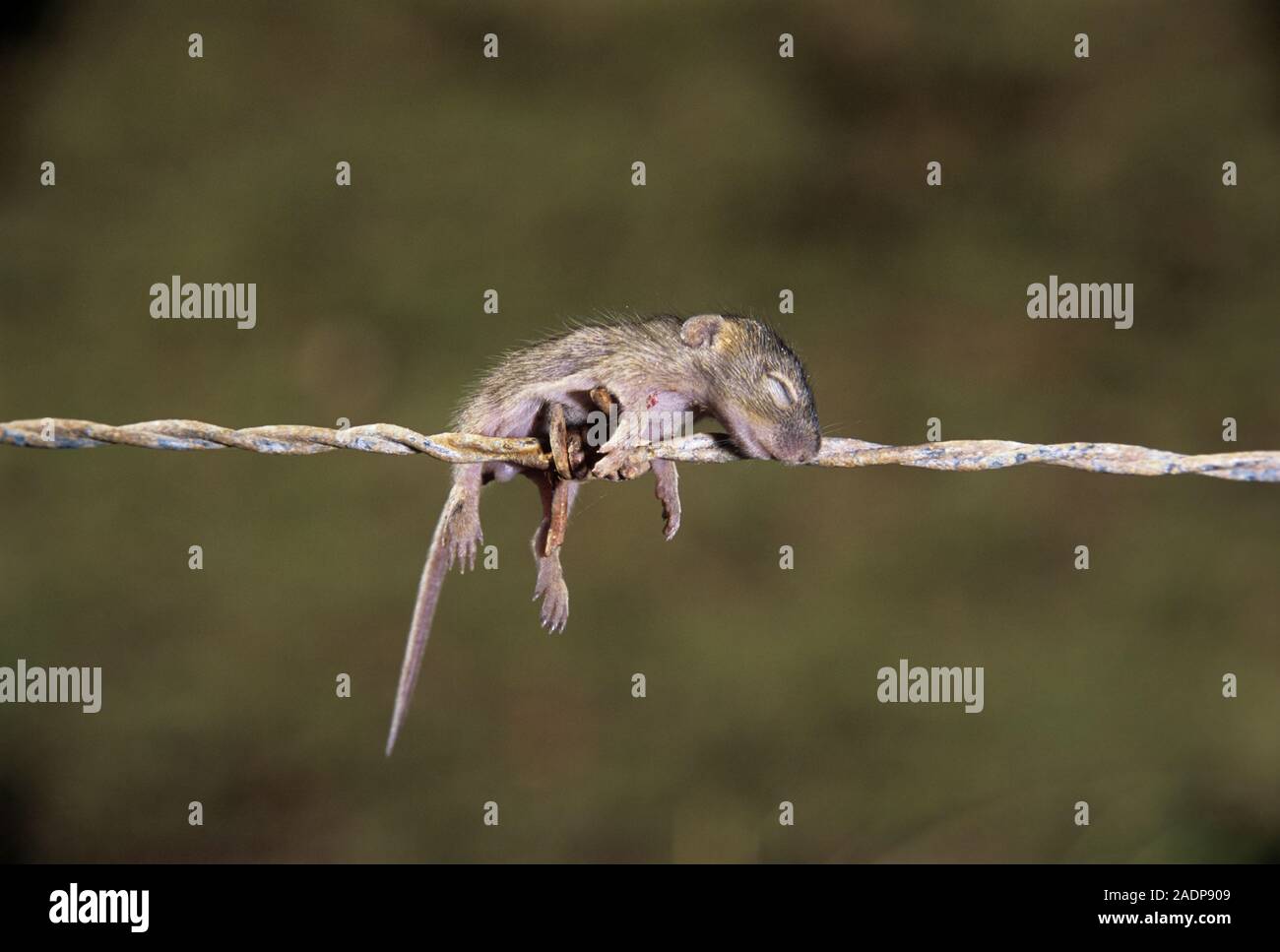 Shrike food store. Mouse baby impaled on barbed wire by a shrike (also ...