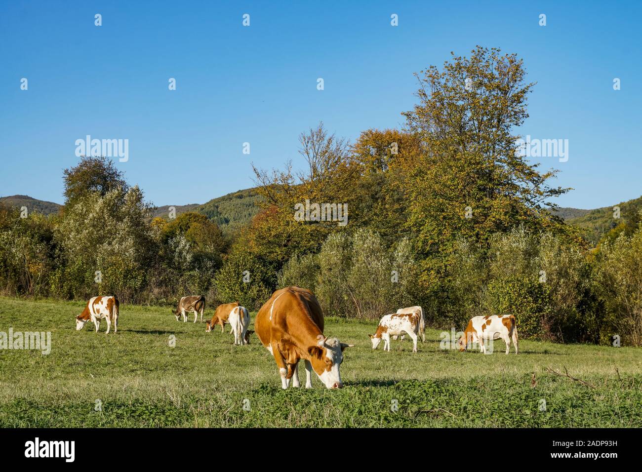 Cows in a pasture in the mountains. Eastern Carpathians, Slovakia ...
