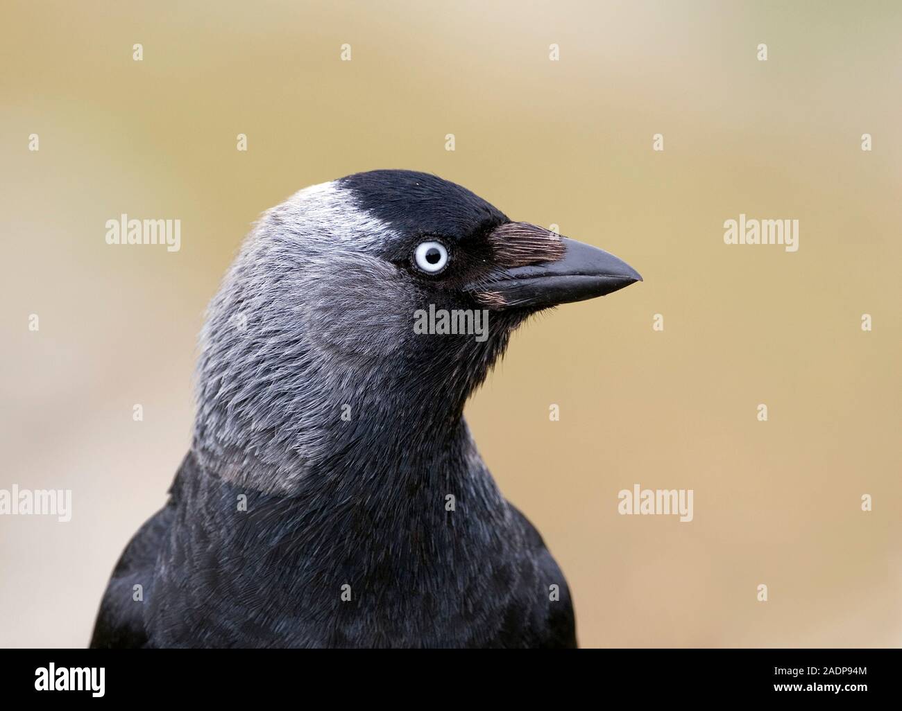Jackdaw (Corvus monedula) head-shot. Photographed in Pembrokeshire, UK ...