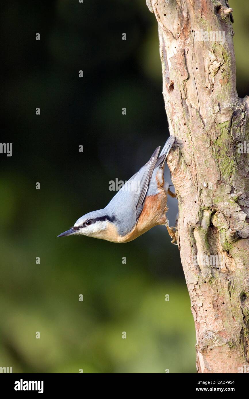 Eurasian nuthatch (Sitta europaea) on a tree trunk. Photographed in ...