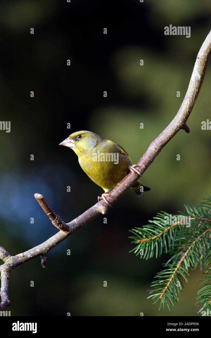 Greenfinch (Carduelis chloris) on a fir tree branch. This finch ...