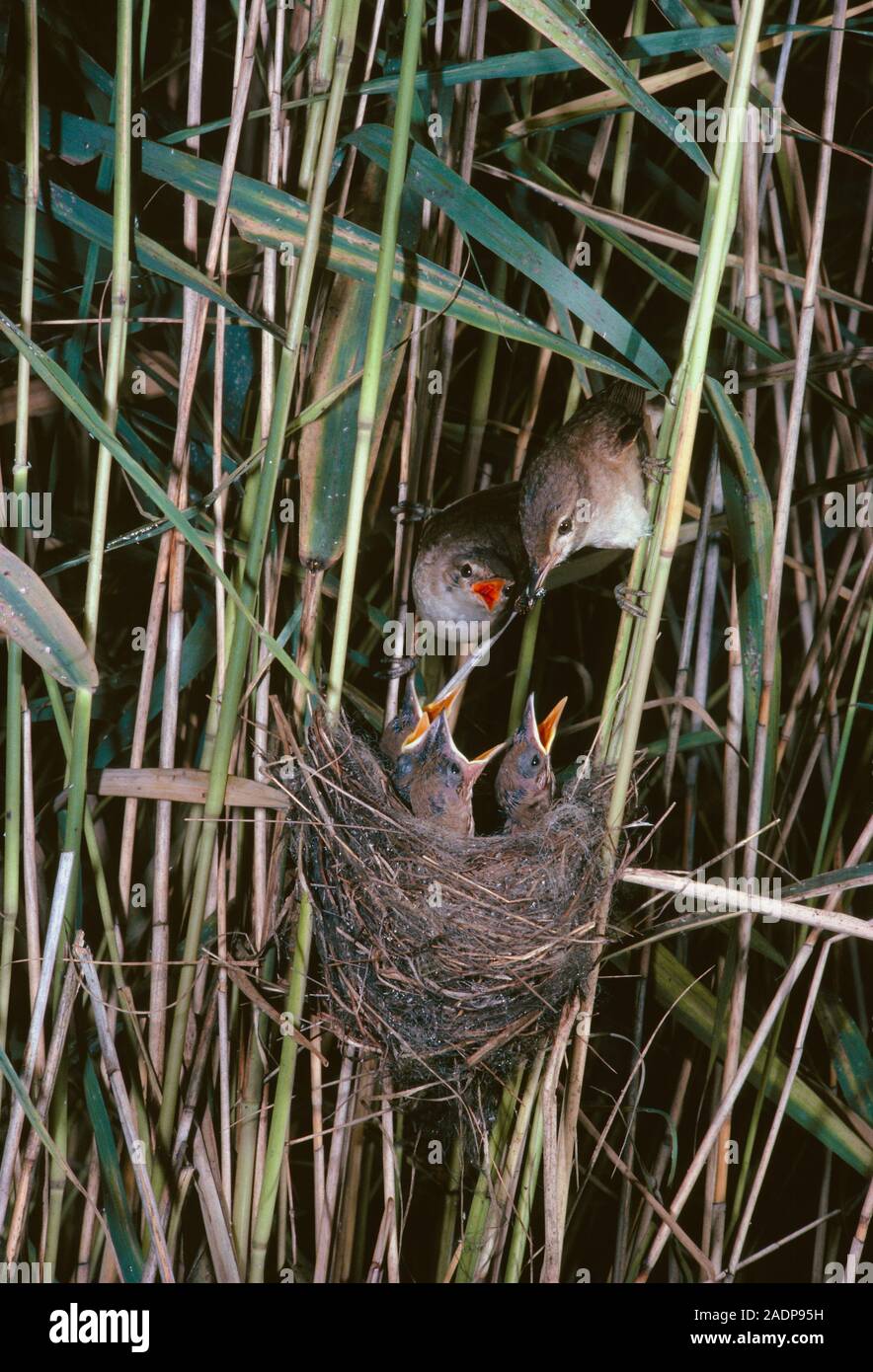 Reed warbler (Acrocephalus scirpaceus) feeding young chicks in its nest ...