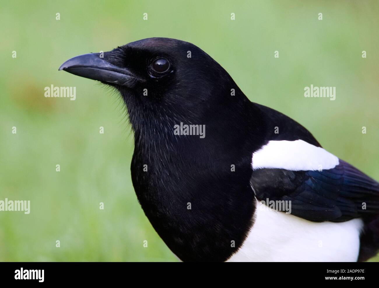 European magpie (Pica pica). This bird is found throughout Europe, Asia ...