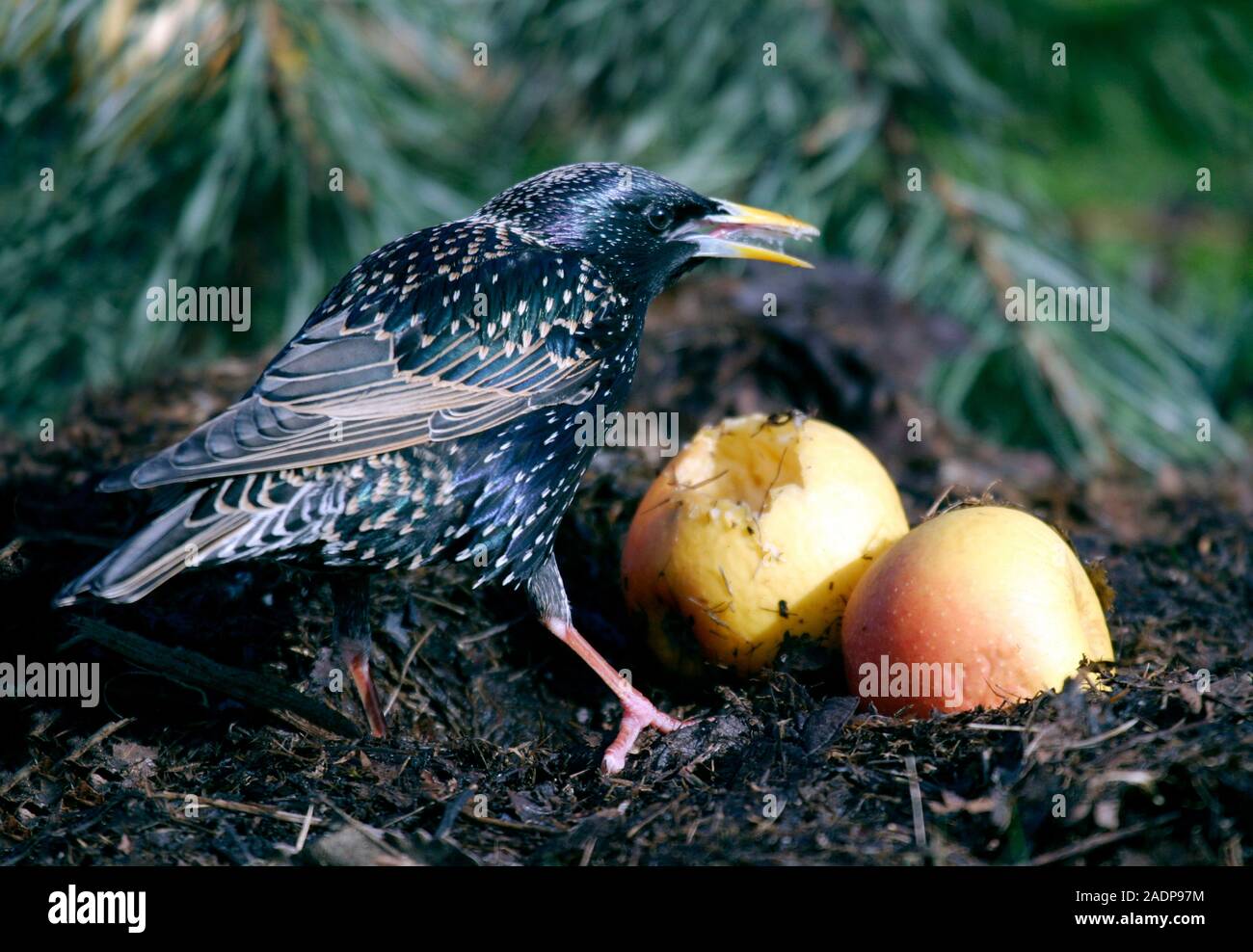 European starling (Sturnus vulgaris) feeding on fallen apples. This ...