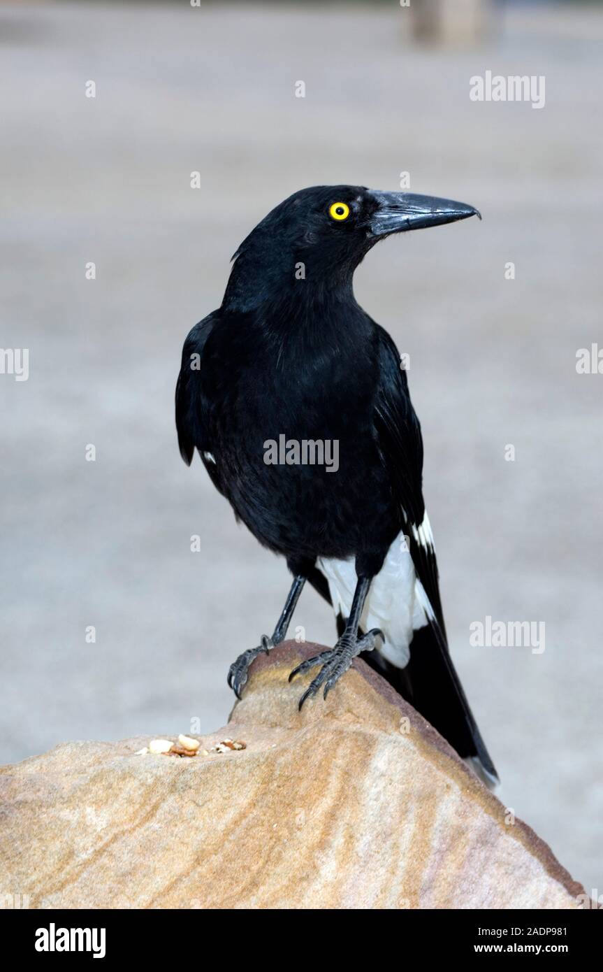 Pied currawong (Strepera graculina). This bird is native to eastern ...