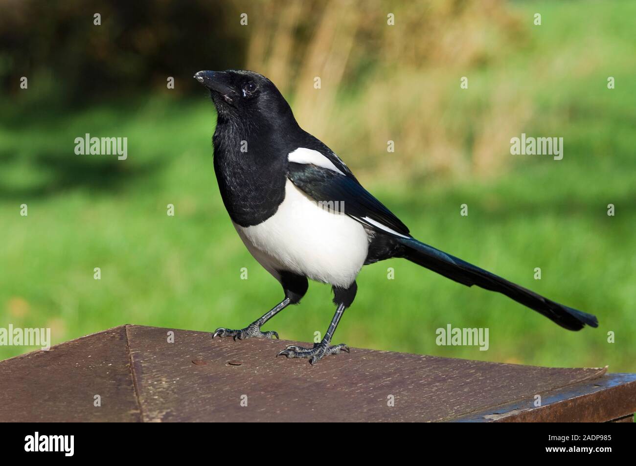 European magpie (Pica pica). This bird is found throughout Europe, Asia ...