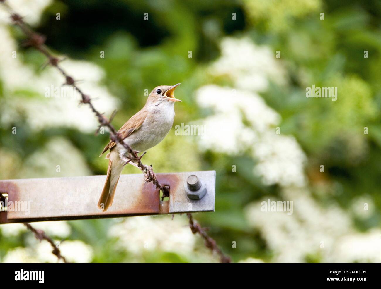 Nightingale (Luscinia megarhynchos) perching on barbed wire. This ...