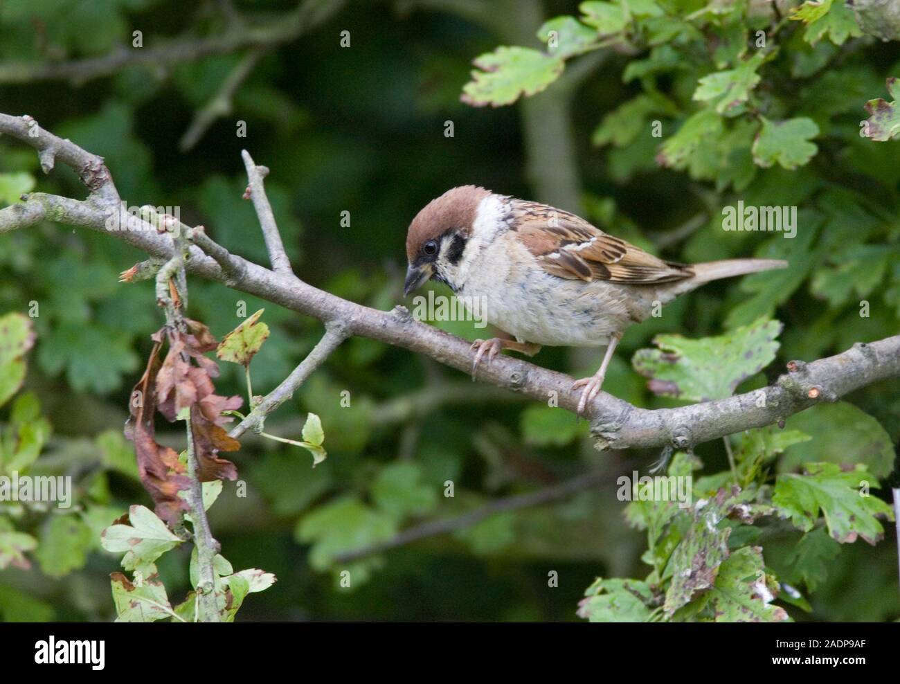 Male tree sparrow (Passer montanus) perched on a branch. This bird is ...