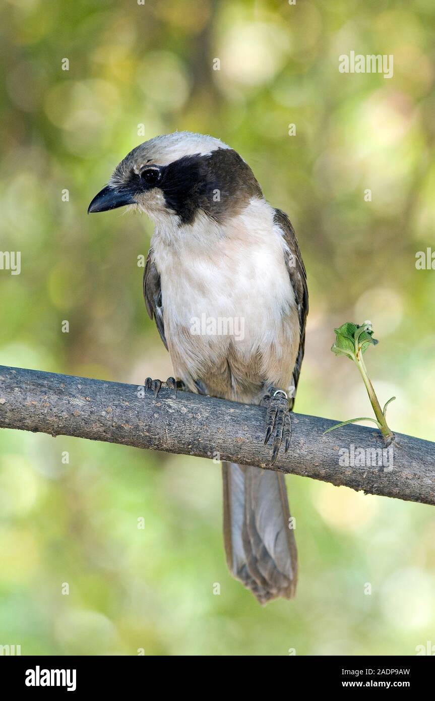 Southern white-crowned shrike (Eurocephalus anguitimens) perched on a branch. This is a species ...