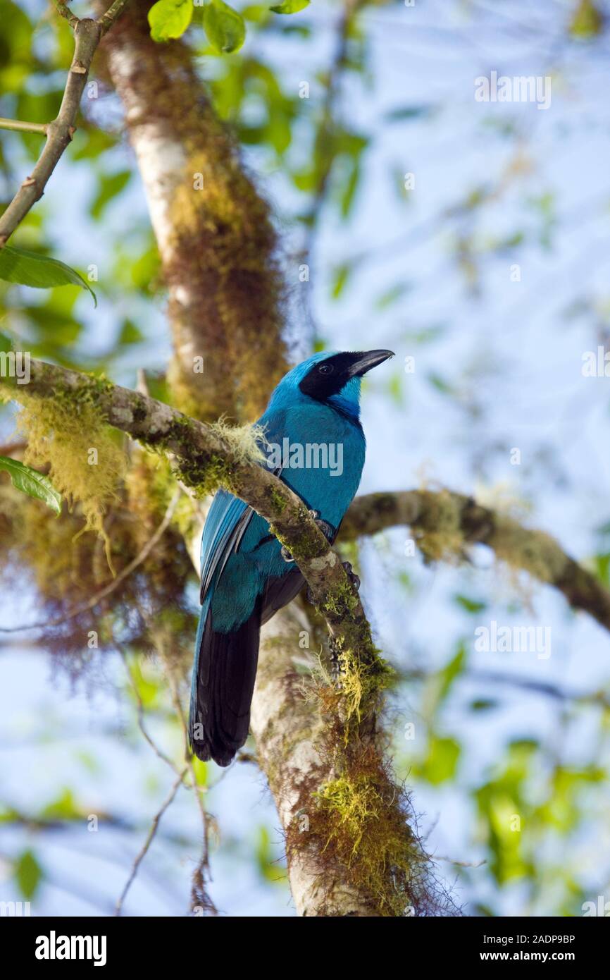 Turquoise jay (Cyanolyca turcosa). This bird inhabits subtropical and ...