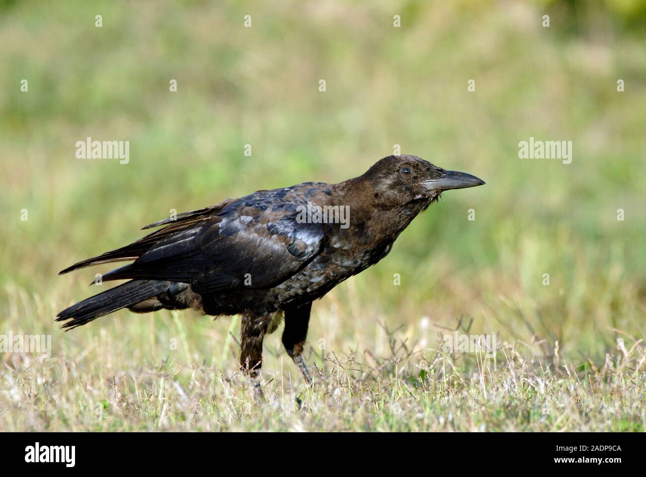 Cape crow juvenile (Corvus capensis). Photographed in the De Hoop ...