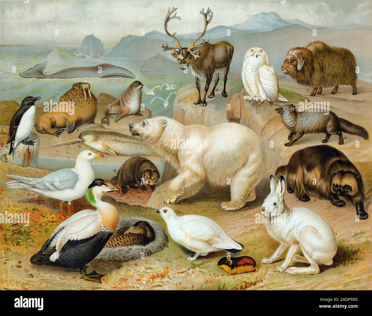 Arctic animals. Artwork showing various Arctic mammals and birds. In ...