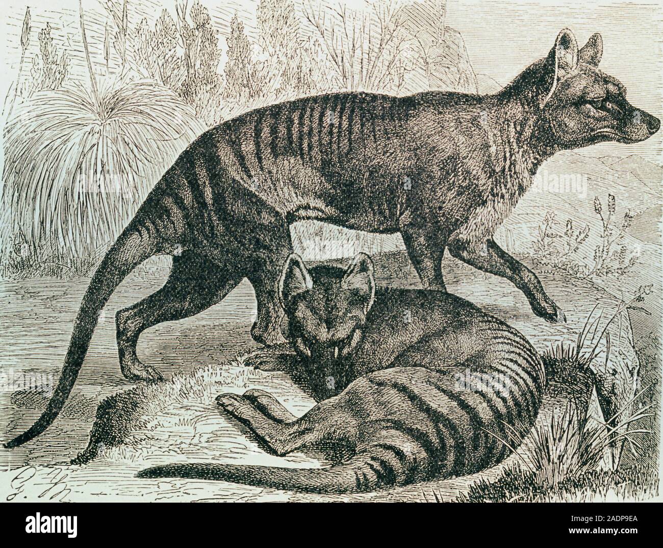 Nineteenth century engraving of the Tasmanian wolf or Thylacine ...