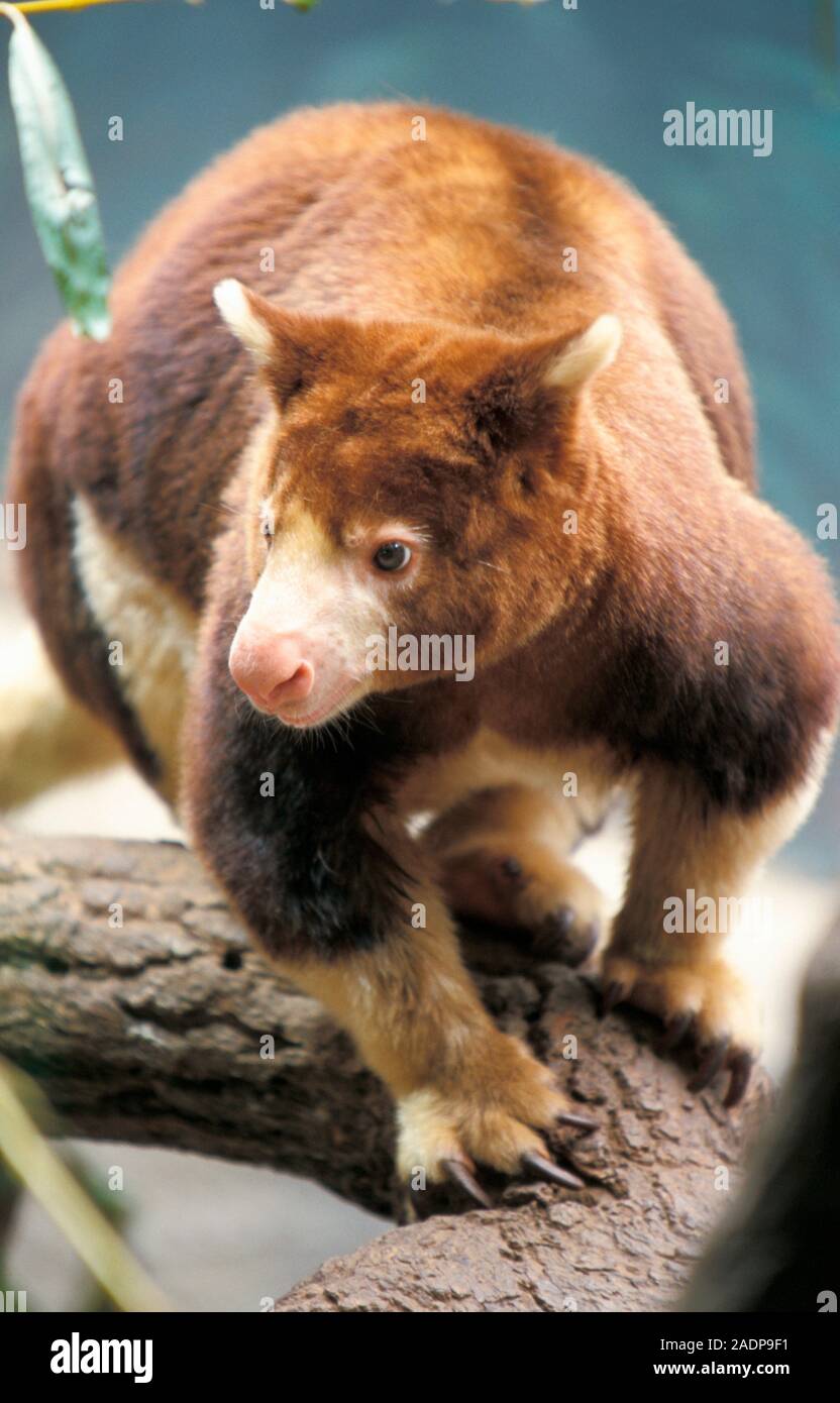 Huon tree kangaroo (Dendrolagus matschiei). Also known as Matschie's ...