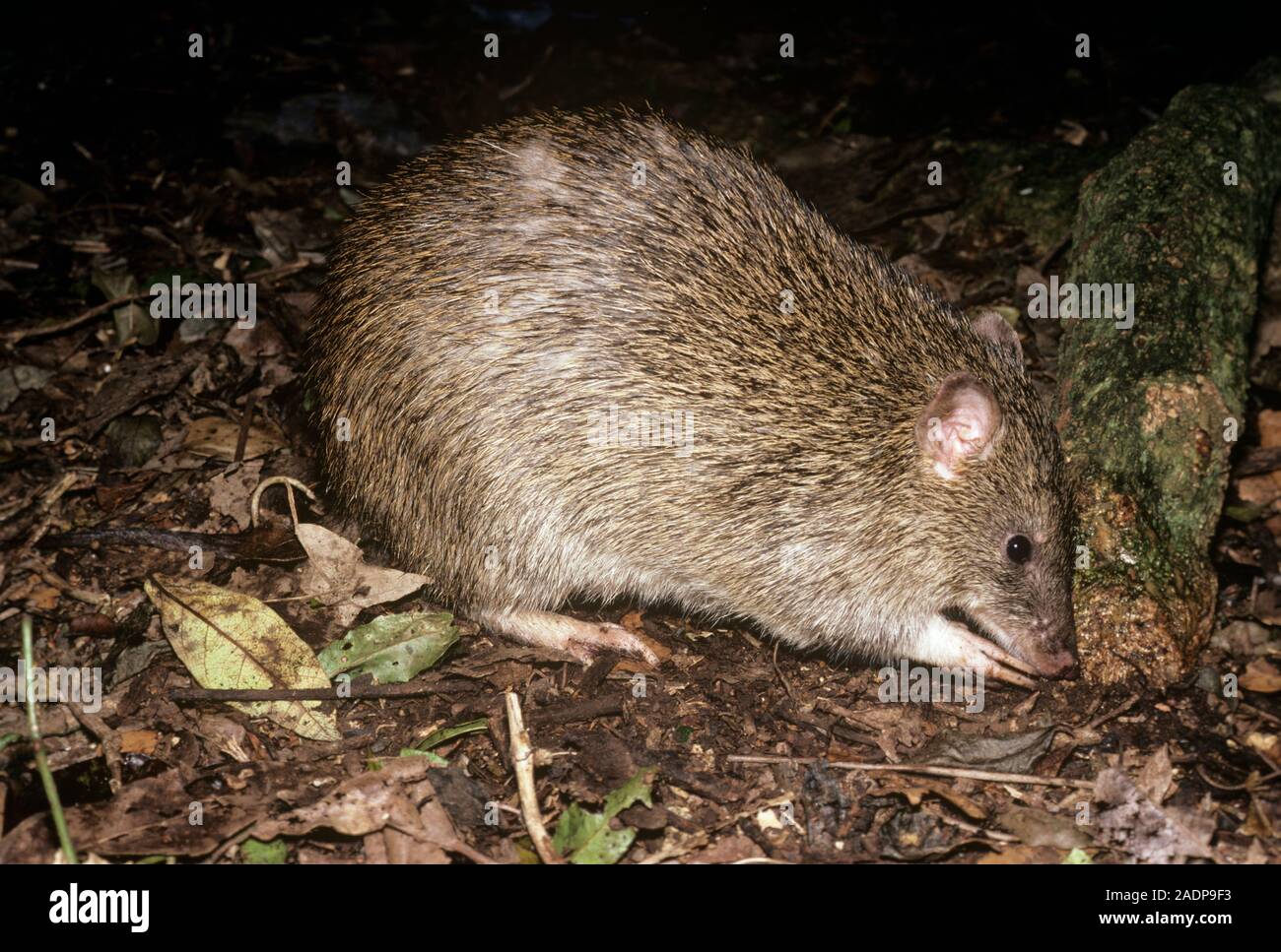 Bandicoot (family Peramelidae) foraging on a forest floor. Photographed ...