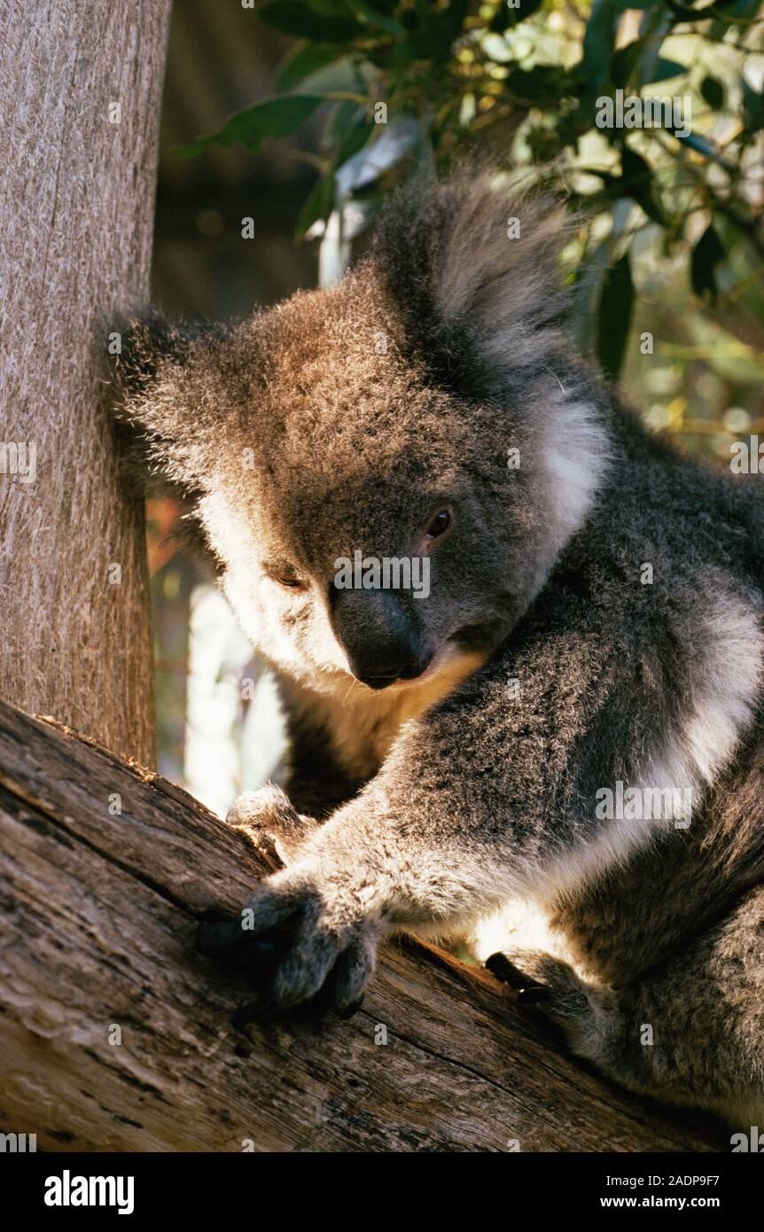 Koala in a tree. The koala (Phascolarctos cinereus) is an arboreal ...