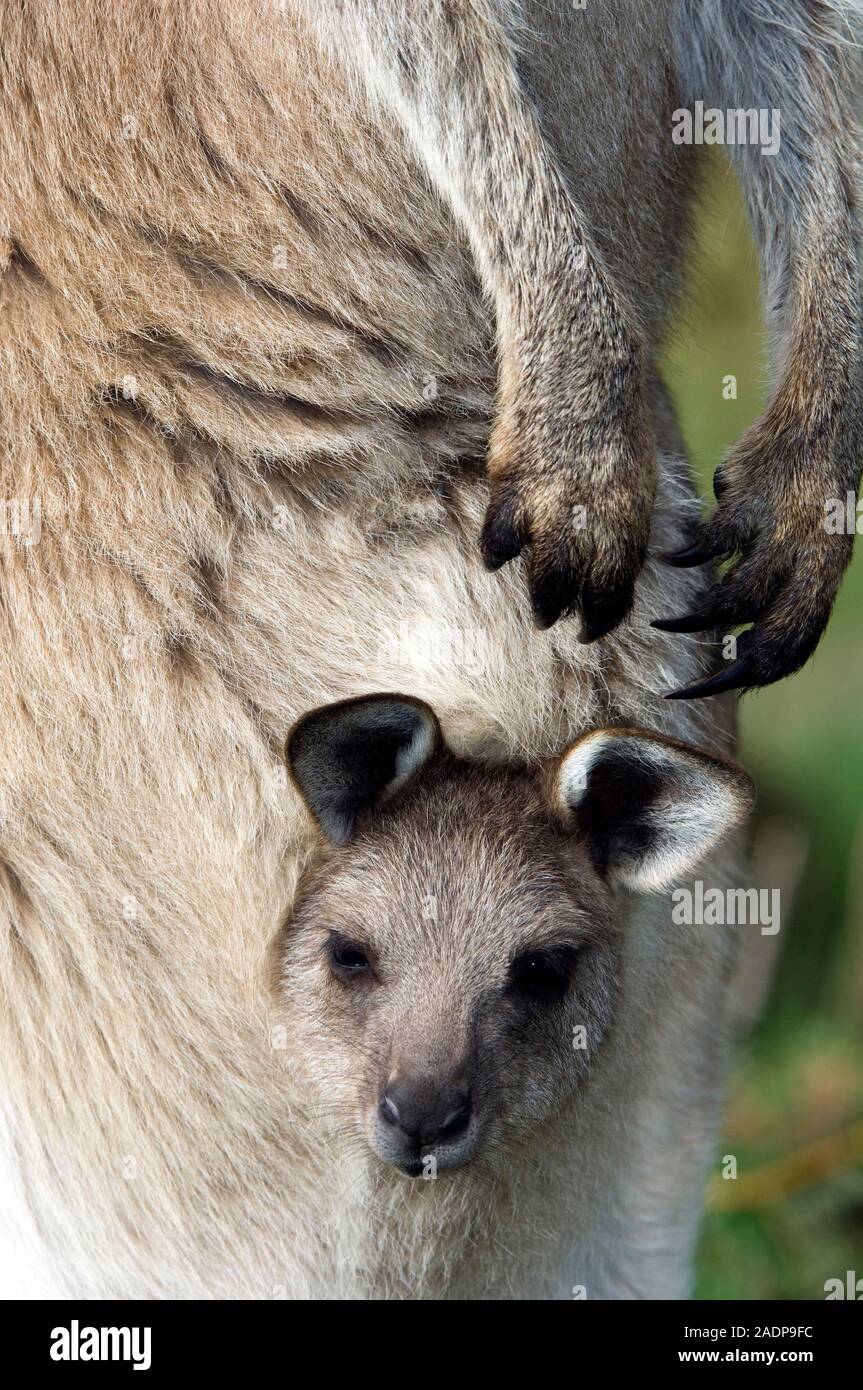Eastern grey kangaroo joey (Macropus giganteus) in its mother's pouch ...