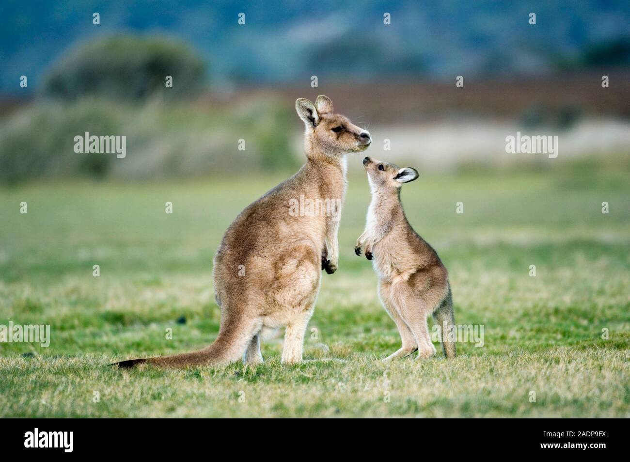 Eastern grey kangaroos (Macropus giganteus). Young kangaroo (right) with its mother (left). As a ...