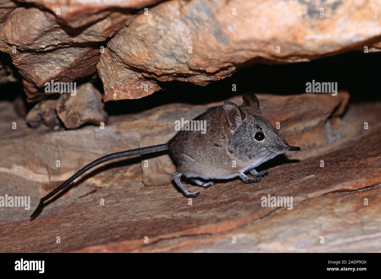 Round-eared elephant shrew (Macroscelides proboscideus). Elephant ...