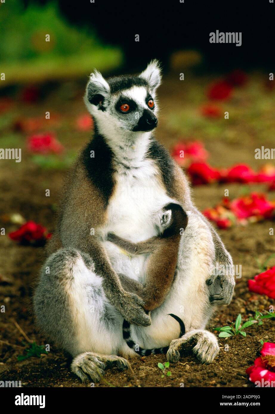 Ring-tailed lemur mother and baby. Ring-tailed lemur (Lemur catta ...
