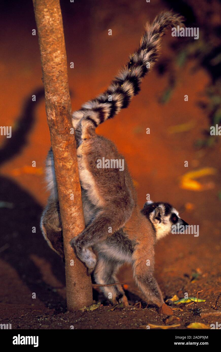 Ring-tailed lemur (Lemur catta) marking territory. This lemur is ...