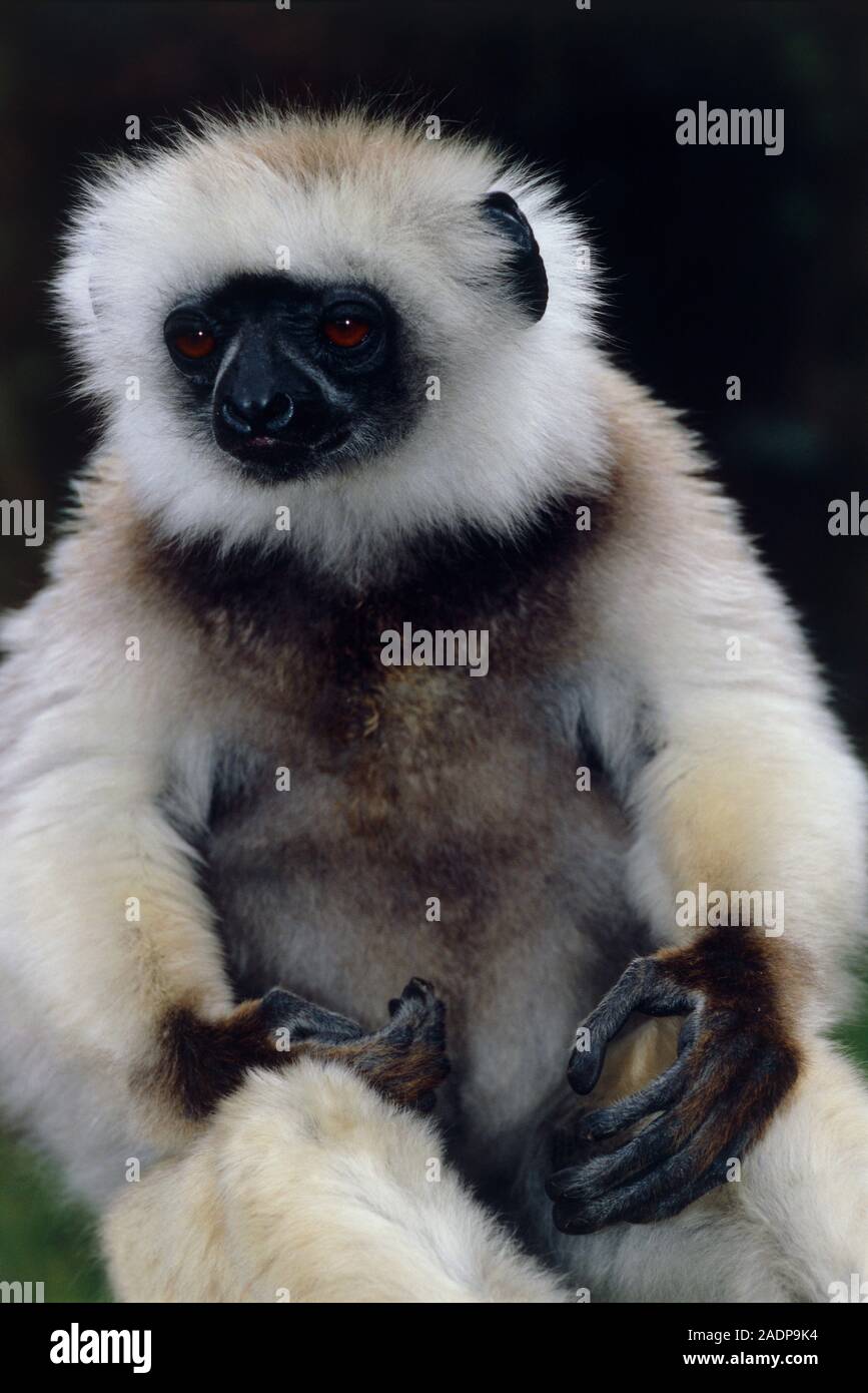 Diademed sifaka (Propithecus diadema diadema). The diademed sifaka is ...