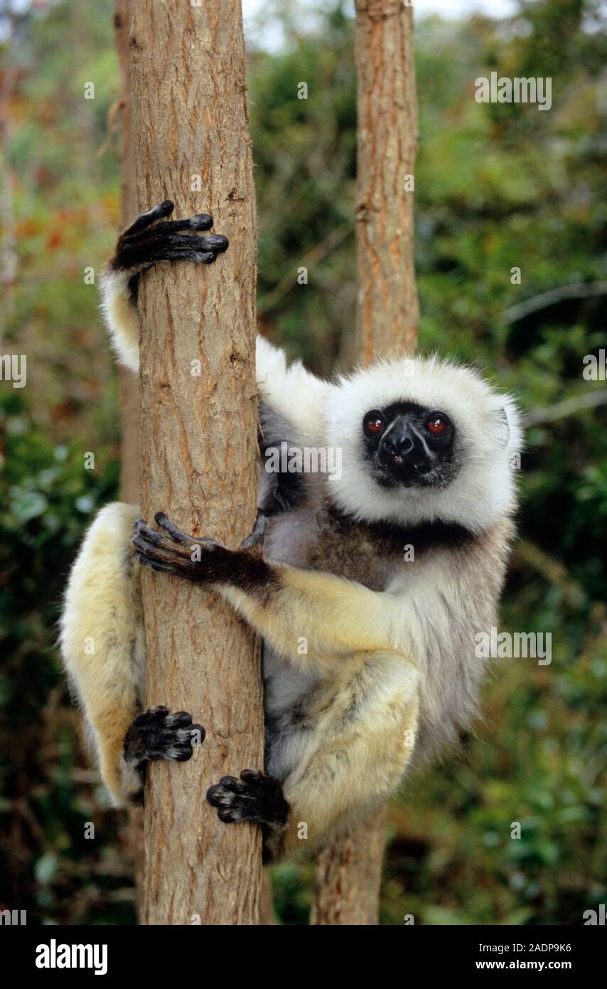 Diademed sifaka (Propithecus diadema diadema) clinging to a tree. The ...