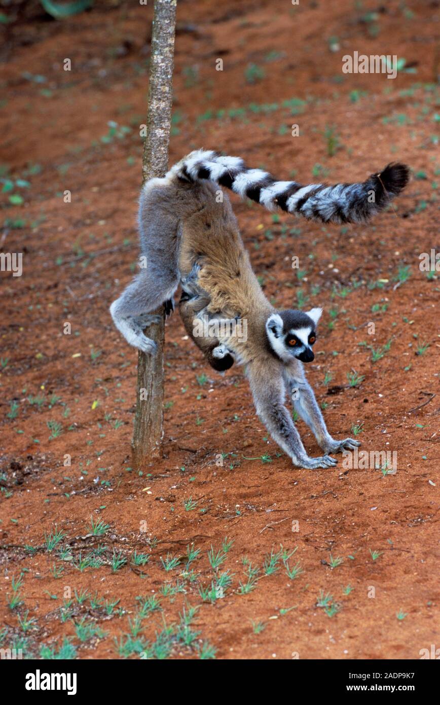 Ring-tailed lemur (Lemur catta) and baby. The mother is rubbing the ...