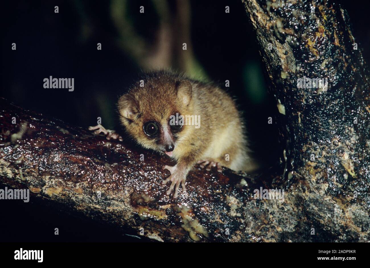 Brown mouse lemur (Microcebus rufus) sitting on a branch. This small ...