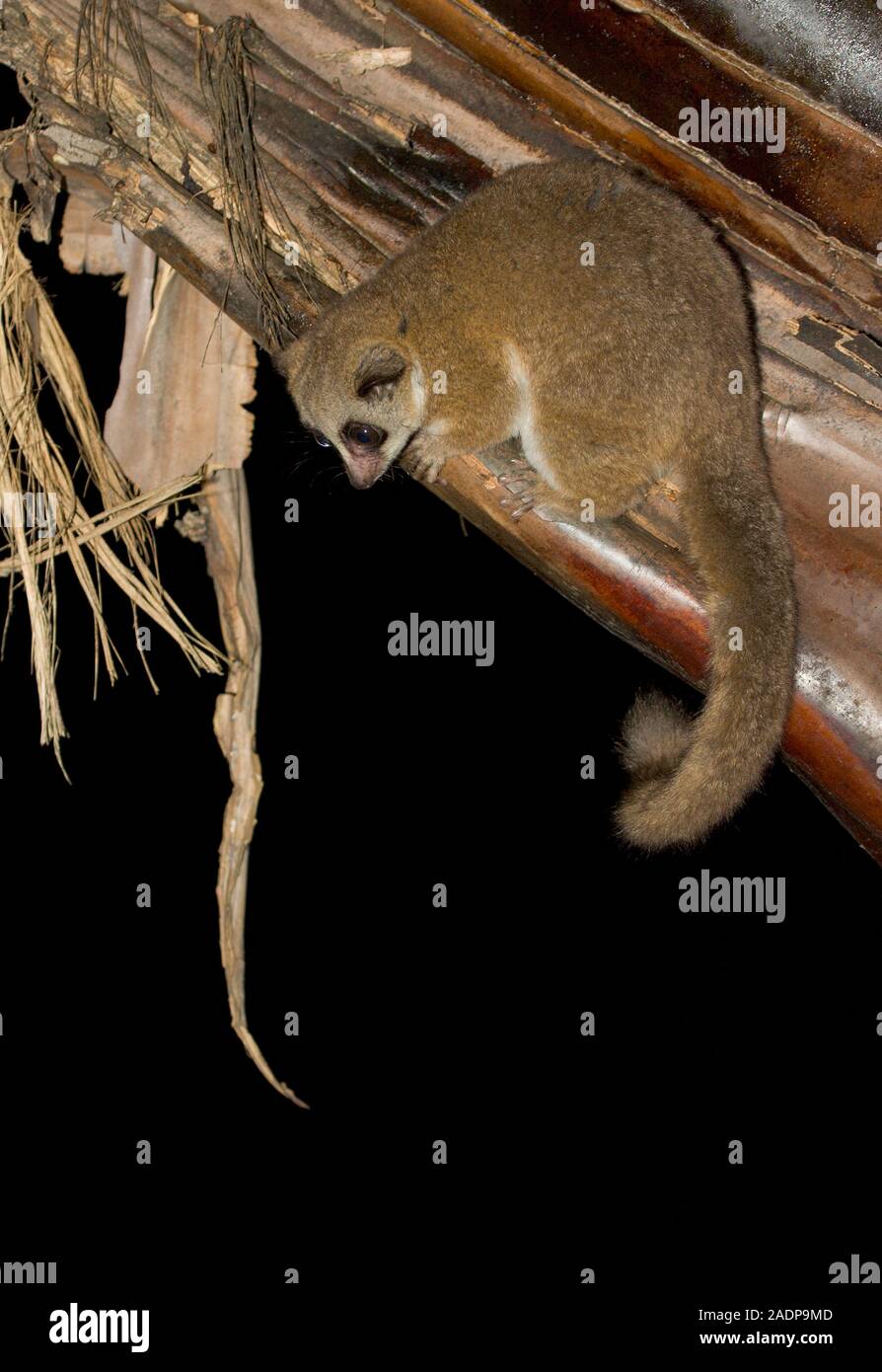 Greater dwarf lemur (Cheirogaleus major) in a palm tree. Photographed ...