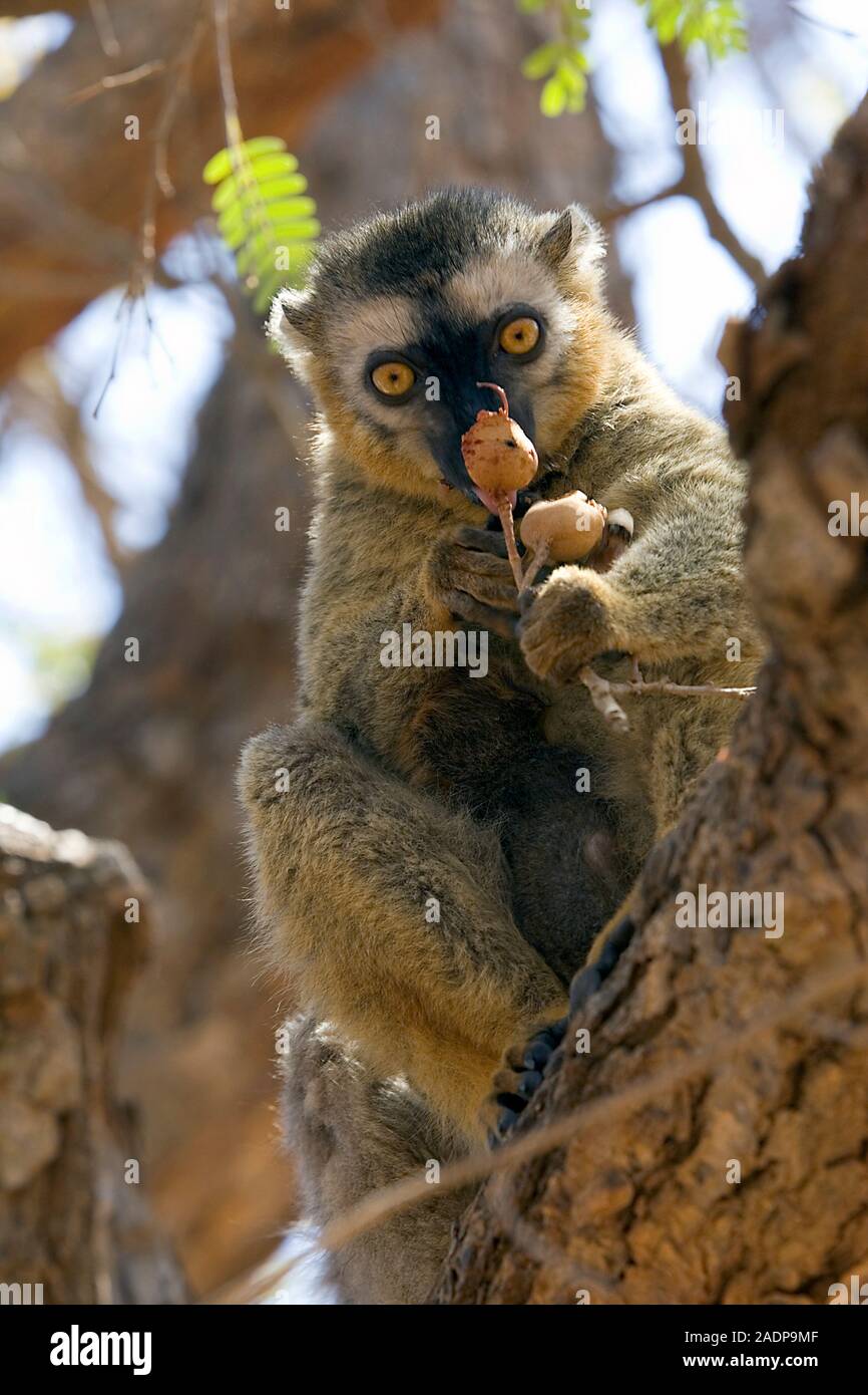 Red-fronted brown lemur (Eulemur fulvus rufus). Native to the deciduous ...