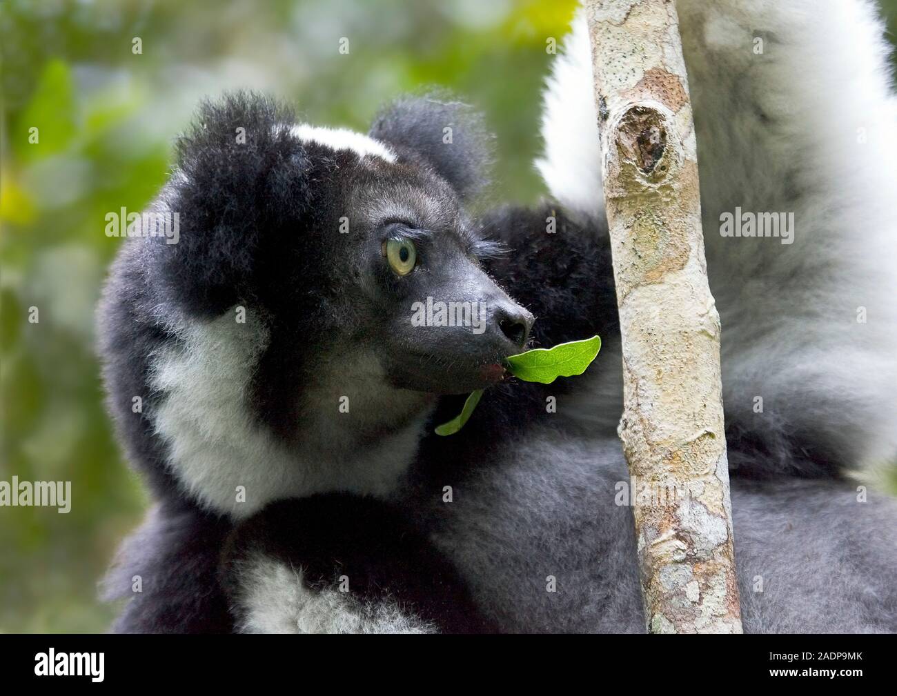Indri (Indri indri) feeding on a leaf. This is the largest species of ...