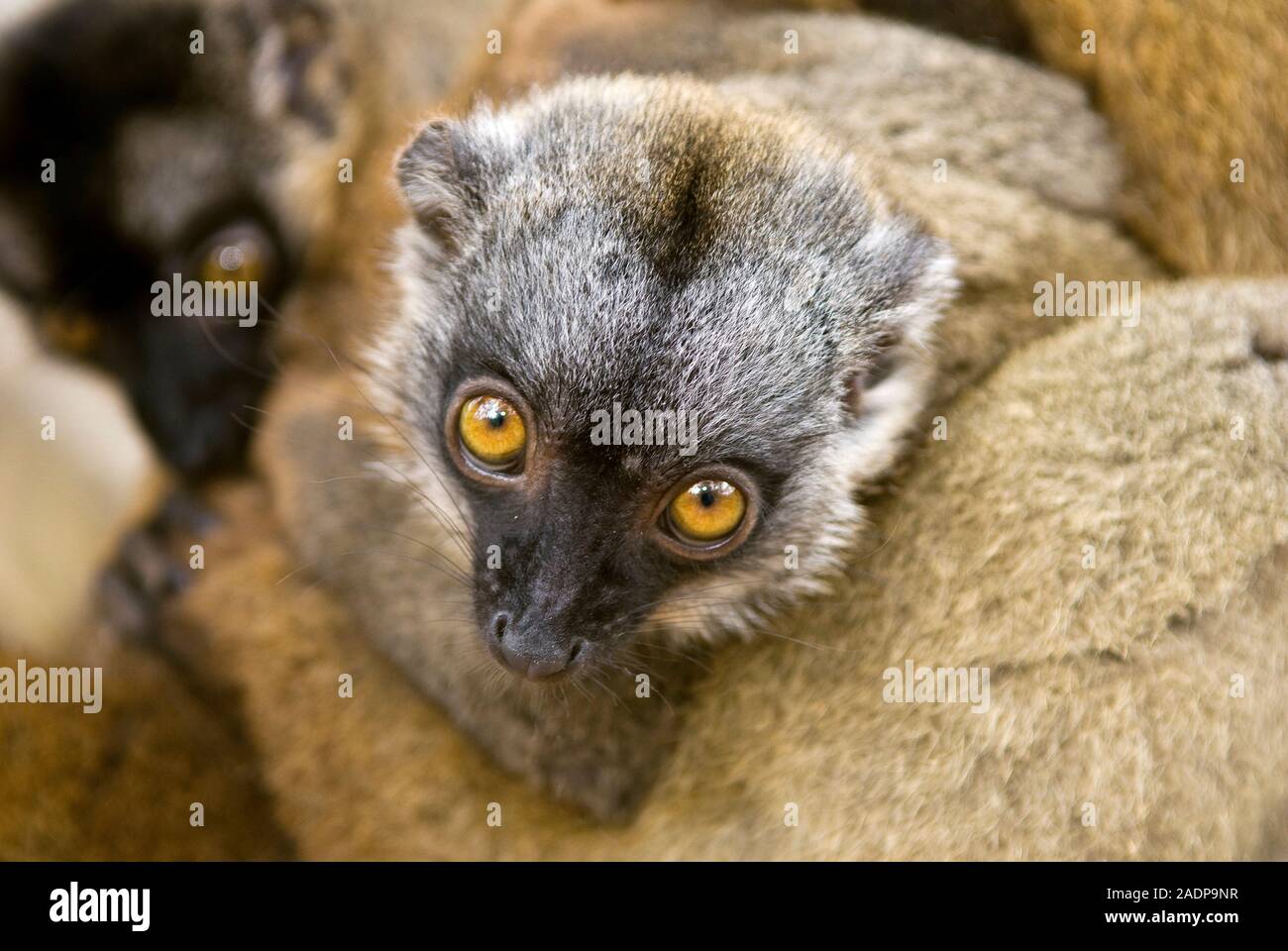 Crowned lemur. Close-up of the head of a crowned lemur (Eulemur ...